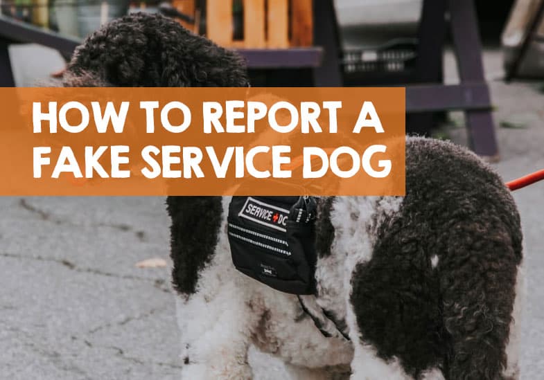 How Do You Report A Fake Service Dog Spot Catch Report 