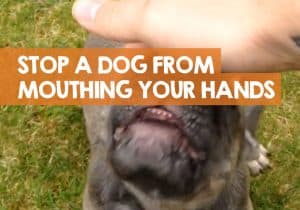 How to Stop a Dog from Mouthing Your Hands and Arms: 6 Steps