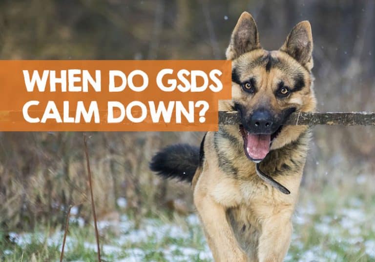 When Do German Shepherd Puppies Calm Down? (Answer)