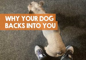 What Does It Mean When a Dog Backs into You? + Reversing Reasons