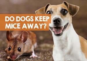 Will a Dog Keep Mice Away? (+ Scare Mice with Smell & Hair)