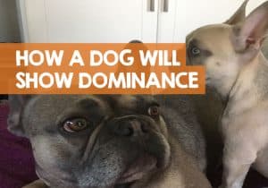 How Does A Dog Show Dominance Over Another Dog
