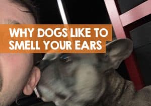 Why Does My Dog Smell My Ears (Could it Mean Infection)?
