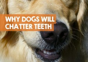 Why is My Dog Chattering His Teeth? (4 Reasons I Found)