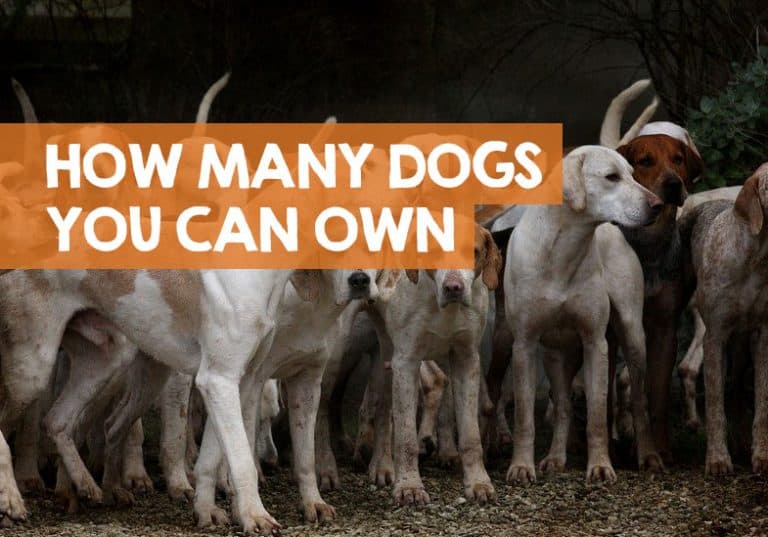 How Many Dogs Can You Own Legally UK US Law