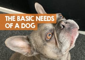 What Are The Basic Needs of A Dog? (Without These They Struggle)