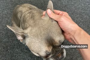 Do Dogs Like It When You Rub Their Ears? (Painful - or do they get high!)