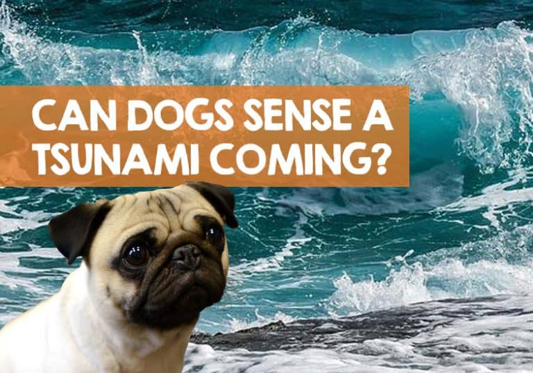 Can Dogs Sense Tsunamis (Before They Happen)? * Answer