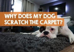 Why Do Dogs Scratch the Carpet? (Reasons & Fixes)