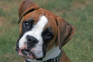 17 Dogs With Low Prey Drive (Small, Medium, & Large Breeds)