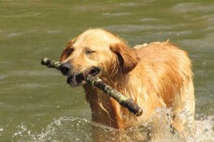 17 Dogs With Low Prey Drive (Small, Medium, & Large Breeds)