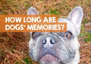 How Long Are Dogs' Memories? (Long vs Short-Term Memory)