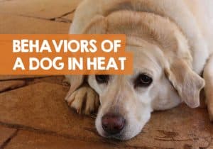 9 Common Behaviors of Female Dog in Heat (Before, During, After)