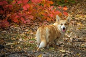 How Long Are Corgis Pregnant For? + Pregnancy Calendar Days