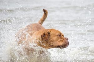 How to Treat Salt Water Poisoning in Dogs at Home (Important)