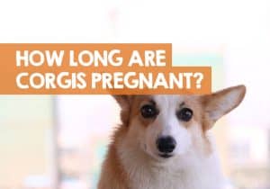 How Long Are Corgis Pregnant For? + Pregnancy Calendar Days
