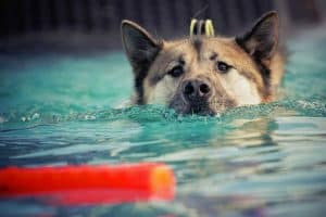 Is Chlorine Water Bad for Dogs? (Dangers of Drinking)