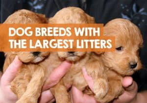 What Dog Breed Has the Most Puppies in a Litter? (Answered)