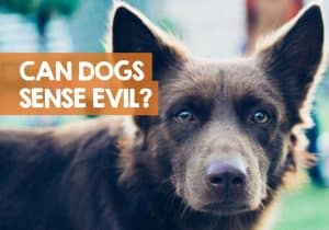 Can Dogs Sense Evil (in a Person or a Presence)? - Truth Bomb