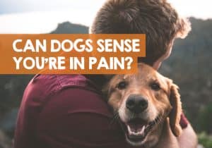 Can Dogs Sense When You’re in Pain? (Sensing Illness & Hurting)