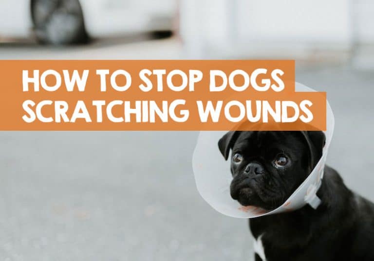How to Stop a Dog from Scratching a Wound (6 Best Ways)