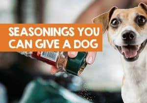 What Seasonings Can Dogs Have in Their Food? (Safe List)