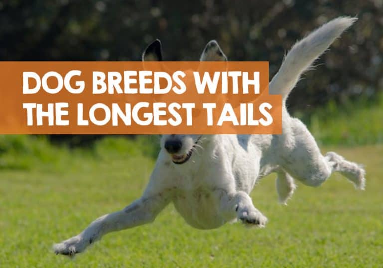 Dogs with Long Tails: 16 Breeds with Longest Tails
