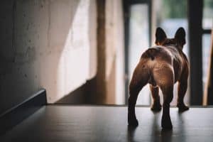 What Cream Can I Put on My Dog’s Sore Bum? (Best Ointment)