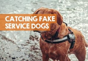 How to Catch a Fake Service Dog (8 Obvious Signs)