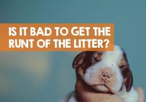 Is It Bad to Get the Runt of the Litter? (Based on experience...)