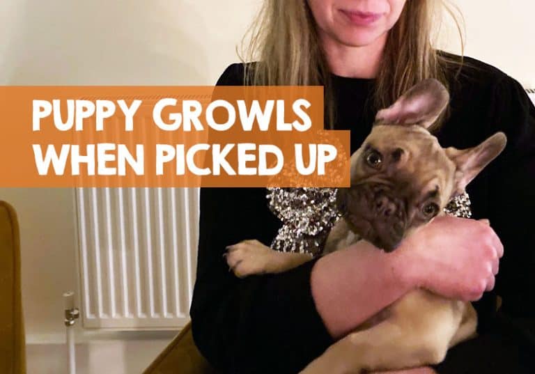Puppy Growls When Picked Up (+ How to Stop)