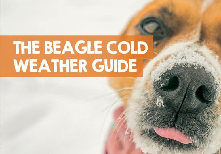 Beagle Cold Weather Guide: How to Keep Beagle Warm in Winter