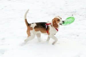 Beagle Cold Weather Guide: How to Keep Beagle Warm in Winter