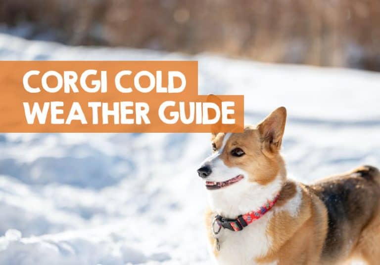 Corgi Cold Weather Guide: How to Keep a Corgi Warm in Winter