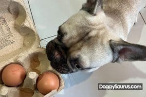 How Many Eggs Can a Dog Eat in a Day? (Safe Guide)