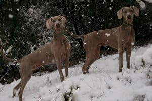 Great Dane Cold Weather Guide: How to Keep a Great Dane Warm in Winter