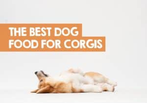 8 Best Dog Foods for Corgis of All Ages (incl. allergies)