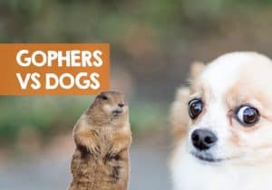 Are Gophers Dangerous to Dogs (or are they scared)?